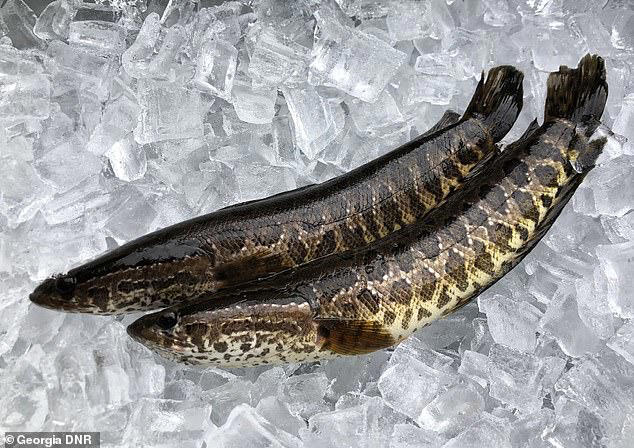 Americans told to cut head off of land-walking 'Frankenfish' invading ...