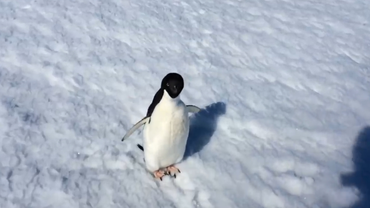 An angry penguin stands alone in the middle of Antarctica