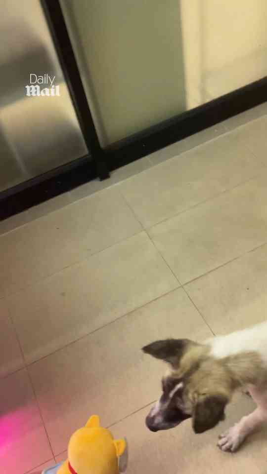 Arcade visitor wins prize for a stray dog