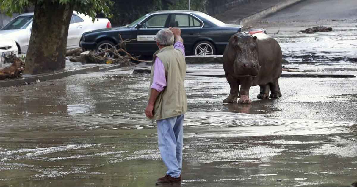 20 animals that escaped, and some that weren’t recaptured