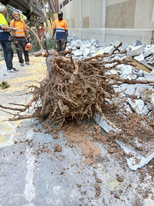 El riesgo alto detectado en varios pinos de la calle Pedro Cerbuna ...