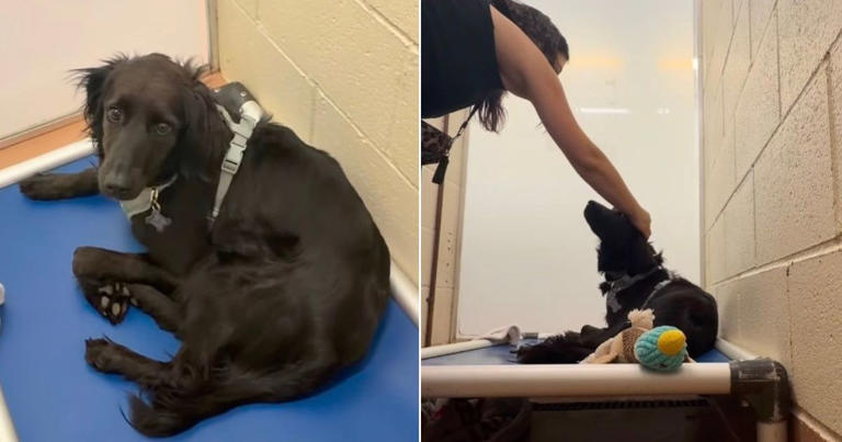 Shelter dog in need of extra love looks back longingly when the kennel ...