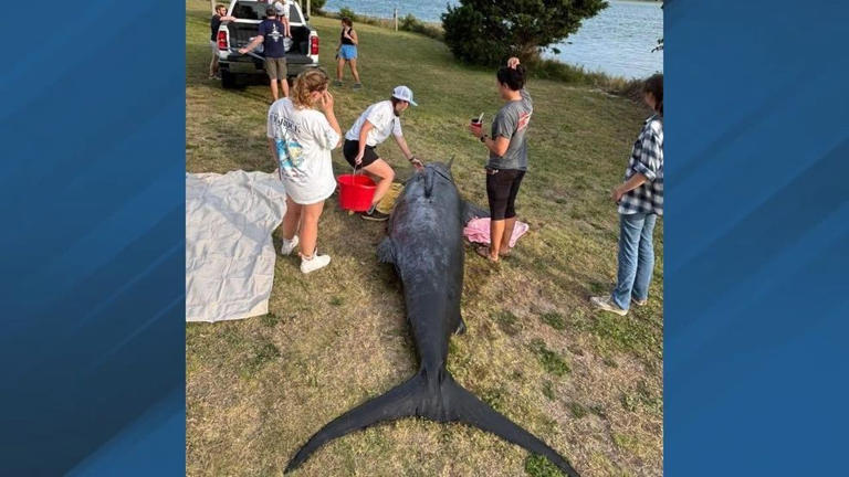 Tournament-caught blue marlin is giving scientists a rare look at a top ...