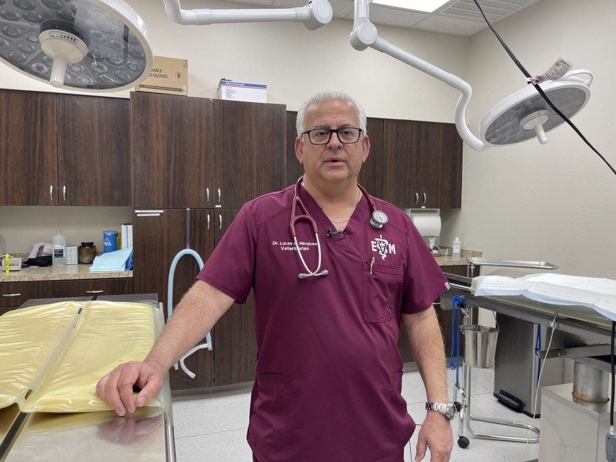 Vet offices crowding up as screwworm fears grow, but services are limited