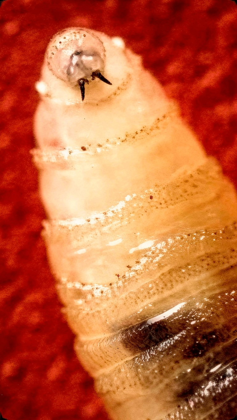 Flesh-eating screwworms just hit Texas