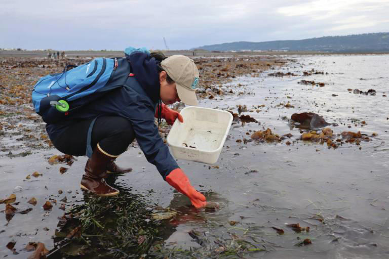 Group keeps a watchful eye out for invasive crabs on Homer shoreline