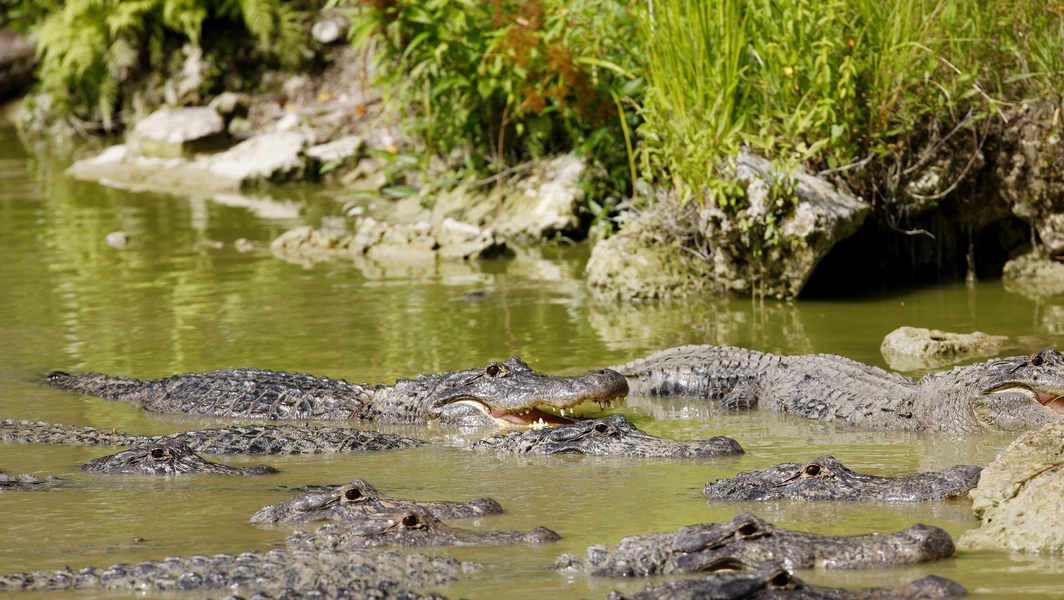 7 Florida locations with remarkable alligator populations