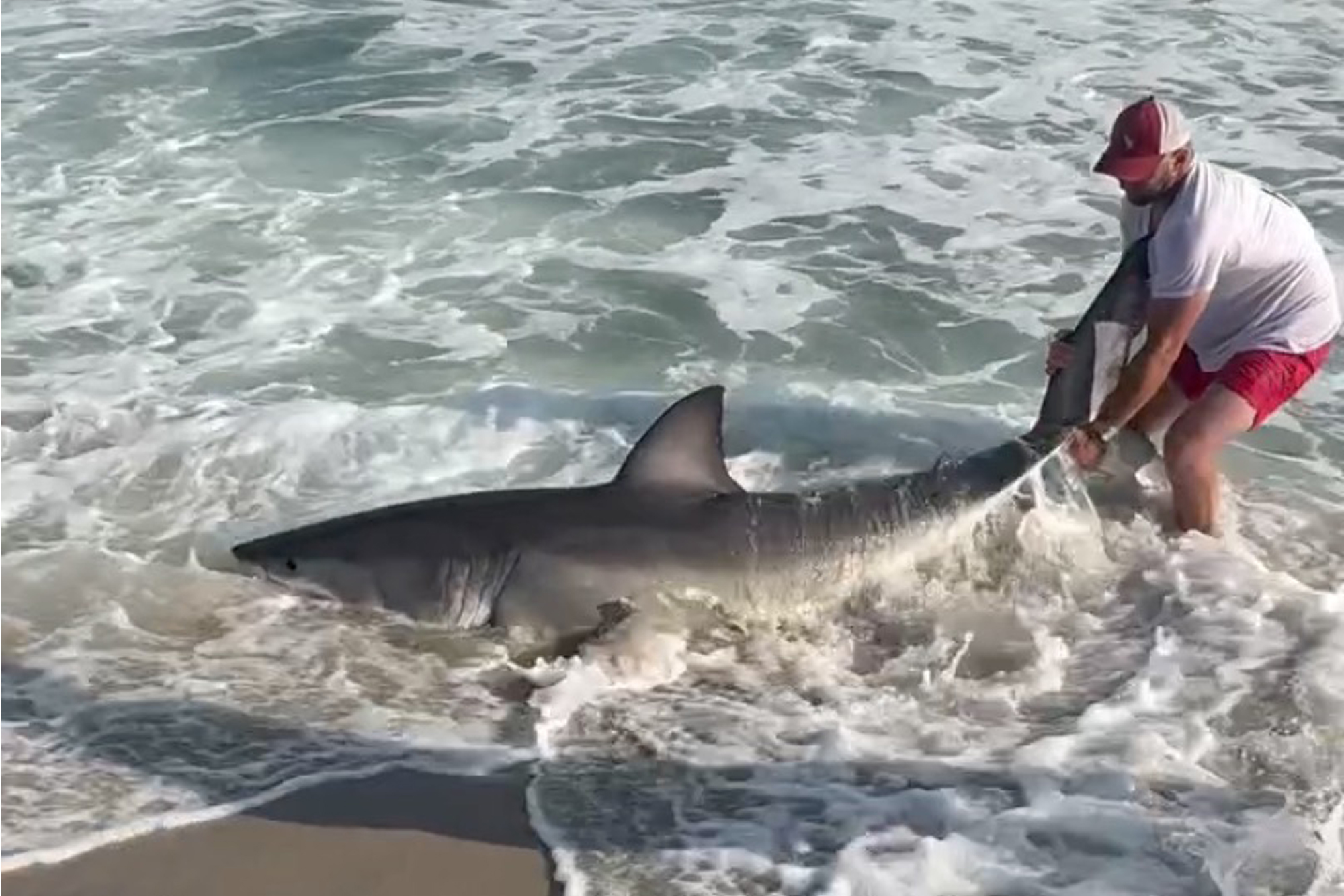 Wild video shows fisherman wrestling with great white shark on ...