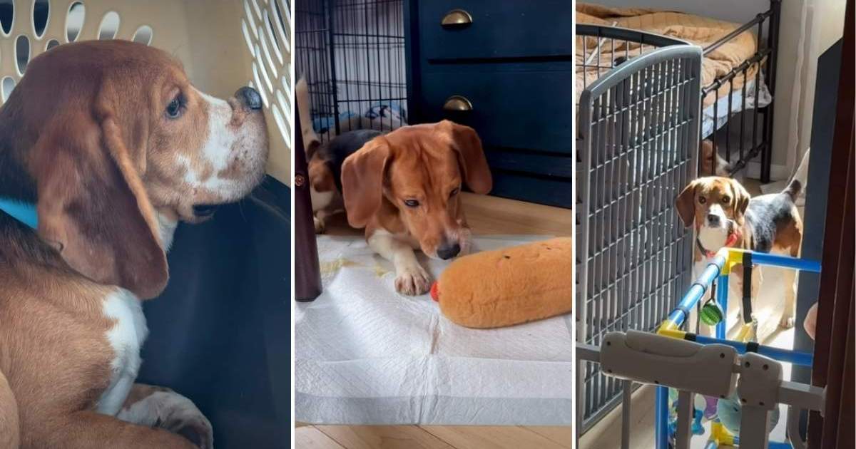 Beagles rescued from farm discover freedom for the first time