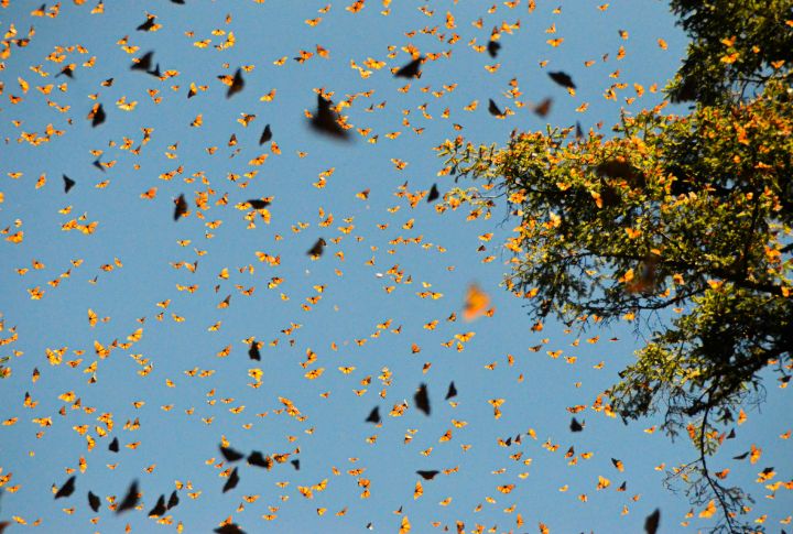 10 facts about the monarch butterfly's epic migration