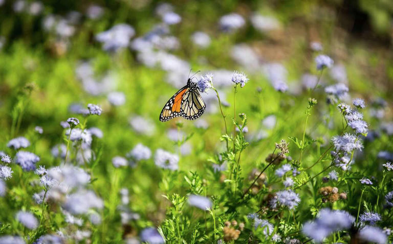 A new park in Northwest Austin touts super blooms and a loop trail ...