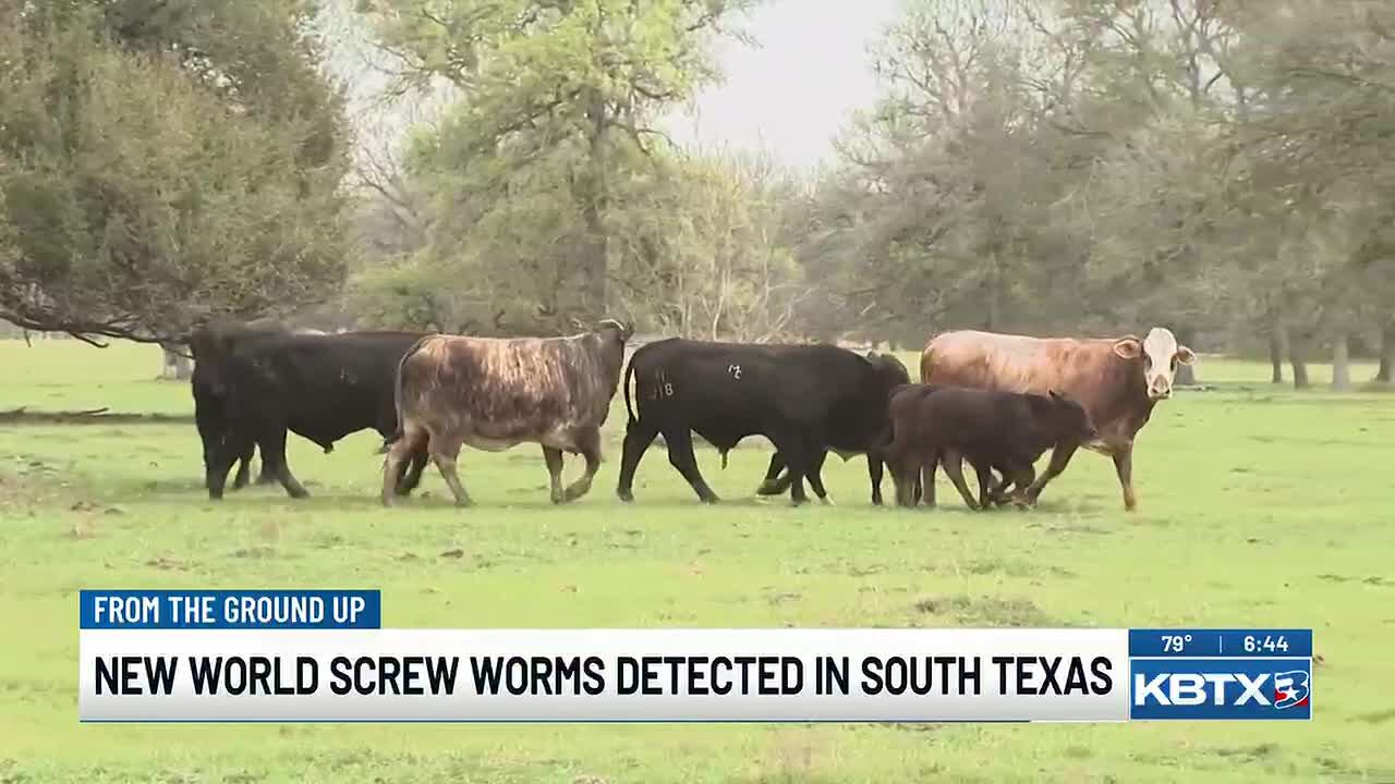 From the ground up: New world screwworms detected in South Texas