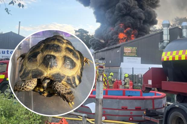 Baby tortoise miraculously survives soft play fire in Hertfordshire