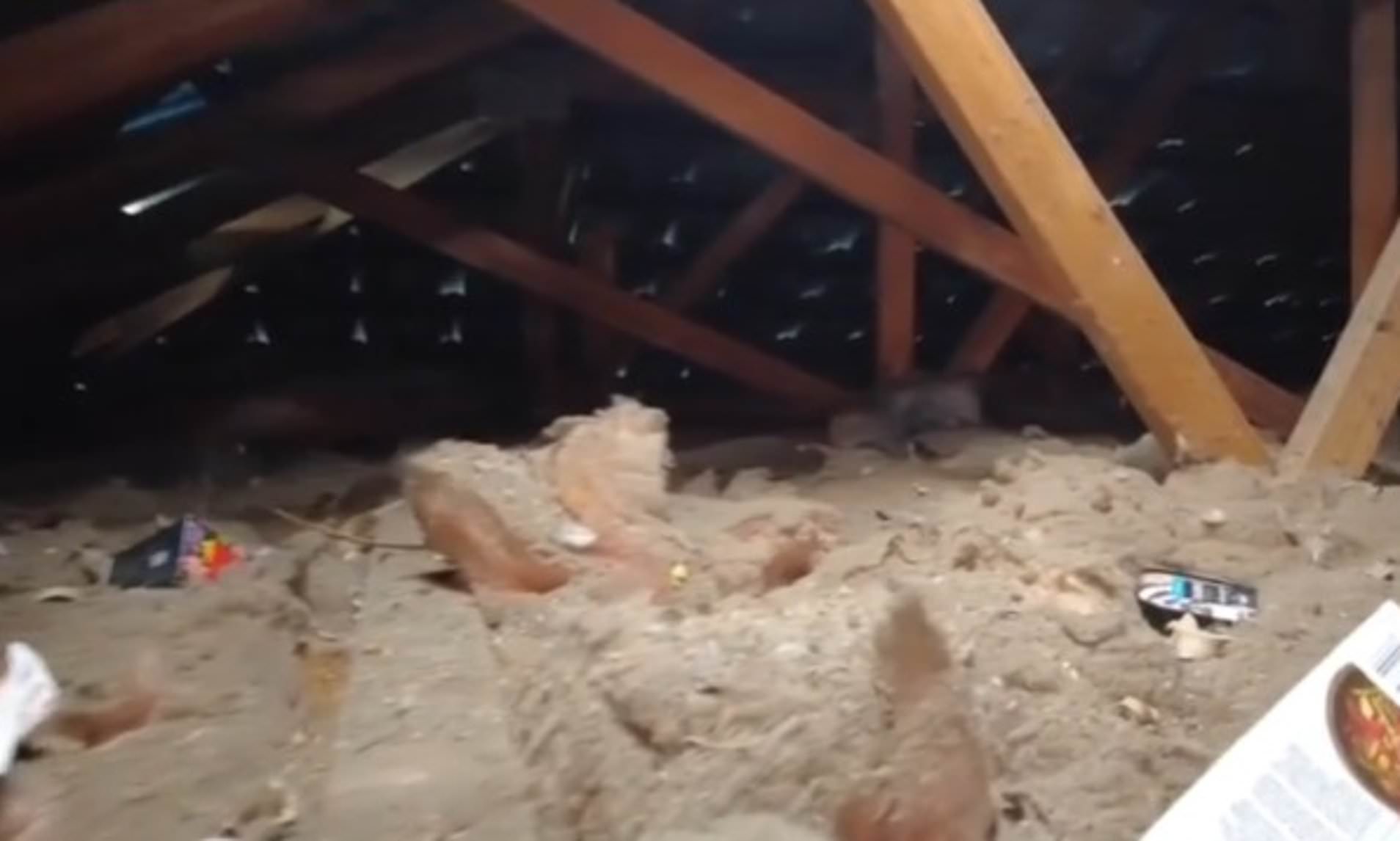 Aussie grandmother who complained of possums in her roof learns a ...
