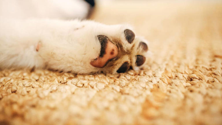 Rare fluffy bulldog’s pretty blue eyes are melting hearts