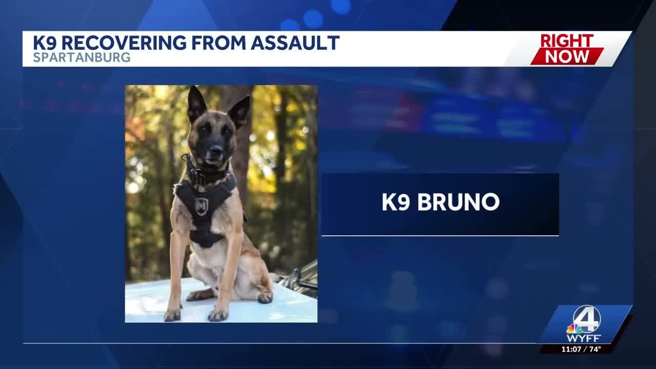 K-9 cut with boxcutter during high-risk traffic stop, officers say