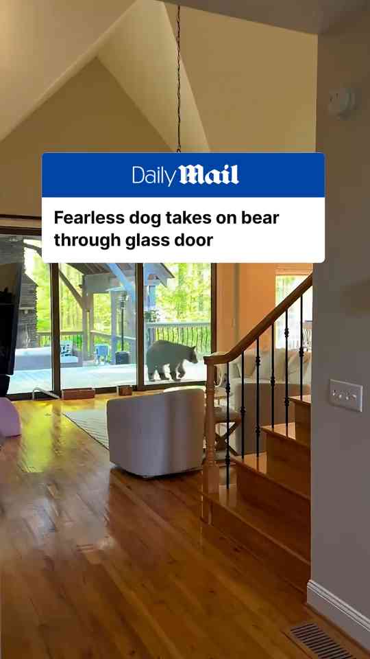 Dog stands its ground during surprise bear encounter