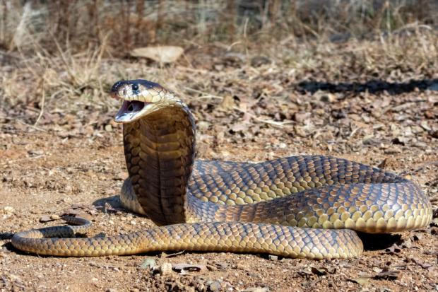 World's most venomous snake among dangerous animals found in Wiltshire