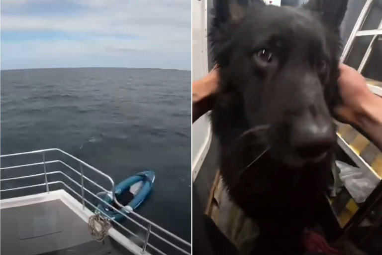 L’incredibile salvataggio del cane Bruce, finito alla deriva a 4 km ...