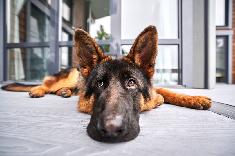 Vet warns dog owners against 'silent killer' disease and how to keep ...