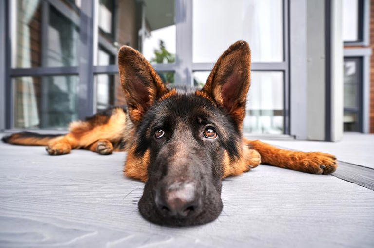 Vet warns dog owners against 'silent killer' disease and how to keep ...
