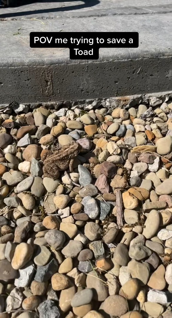 POV trying to save a toad and it was harder than expected