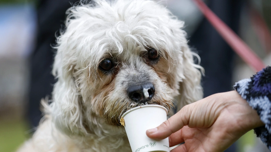 11 dog breeds with strong emotional bonds