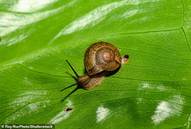 Snail racing is cancelled after animal rights activists complain that ...