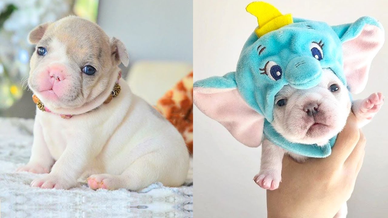 Dumbo hat baby face bliss