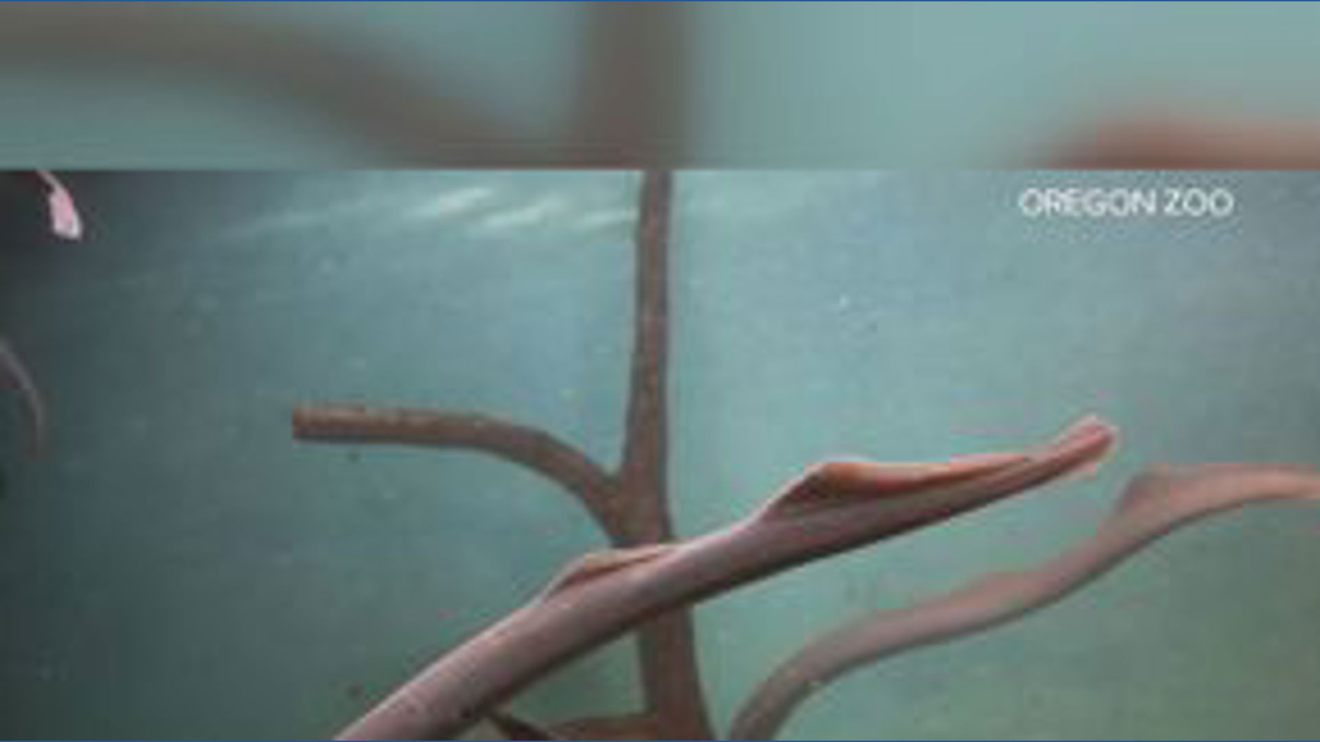 Oregon Zoo welcomes dozens Pacific Lamprey