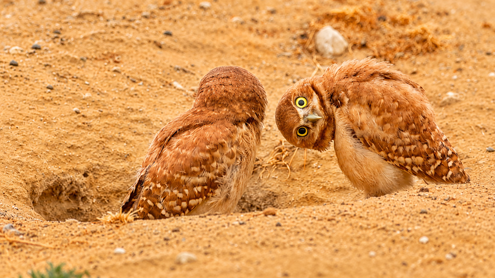 A rare burrowing owl moment in Bandelier with tiny owls peeking out