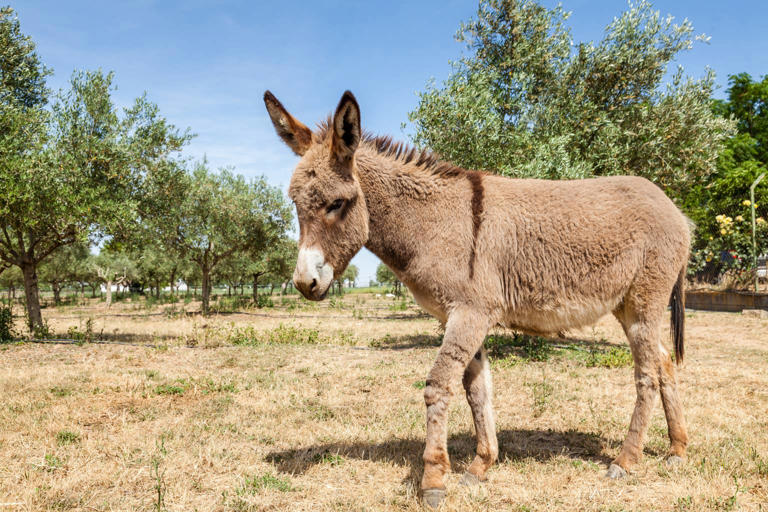 Rescued donkey surprises family by giving birth to a foal after feeling ...