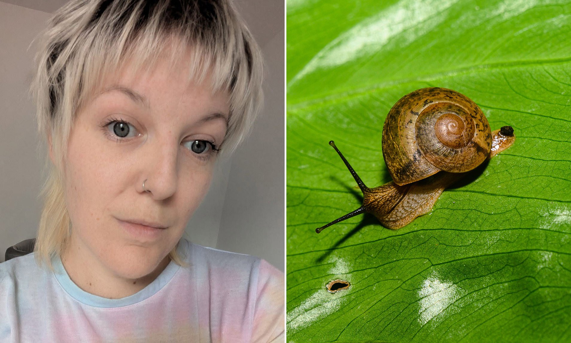 Snail racing is cancelled after animal rights activists complain that ...