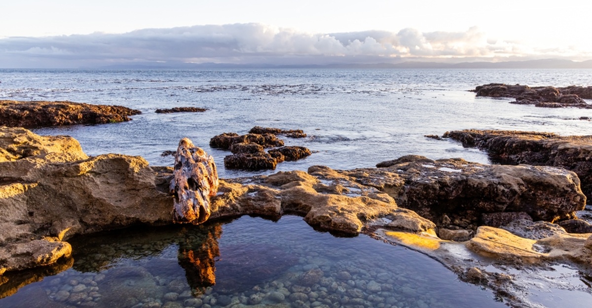 13 Pacific Northwest nature trips with tide pools, forests, and whale ...