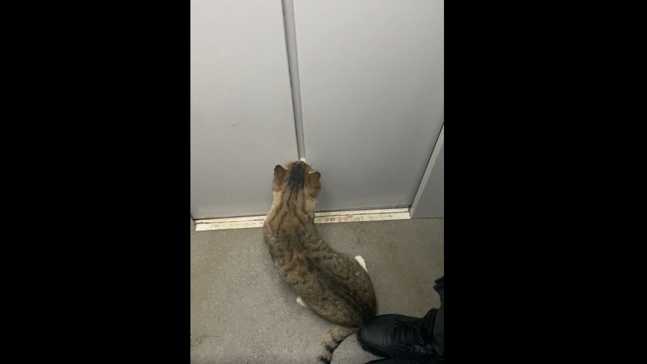 Smart cat know how to use an elevator.