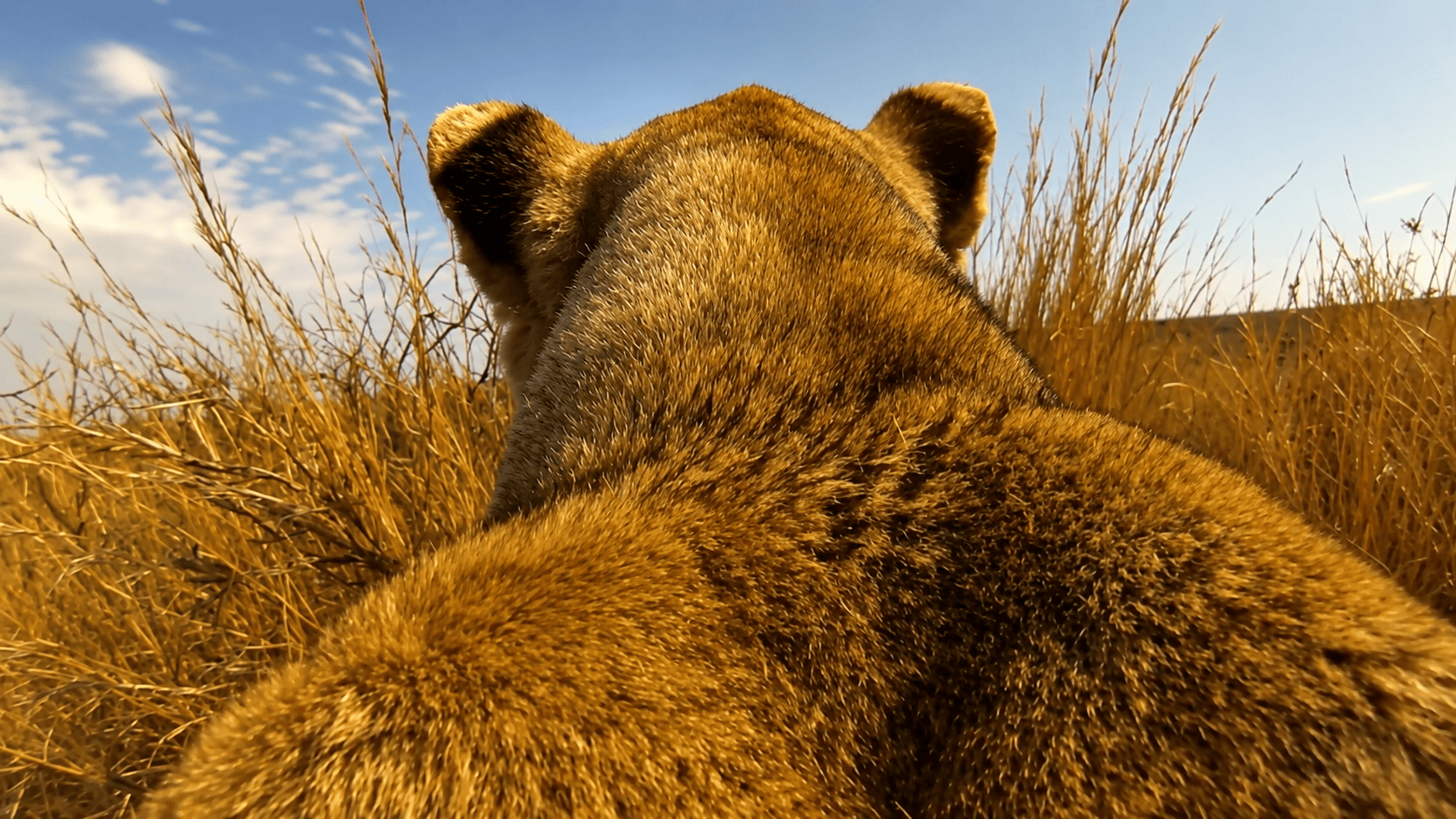 This lioness hunts with a camera on her back