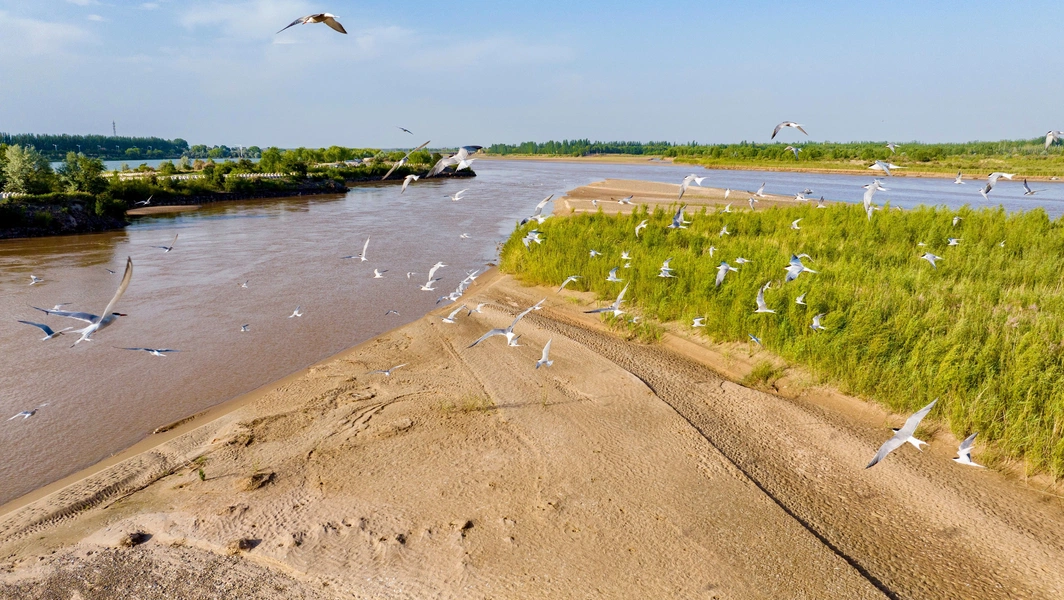 Swiss radar study offers new way to cut bird deaths at wind farms