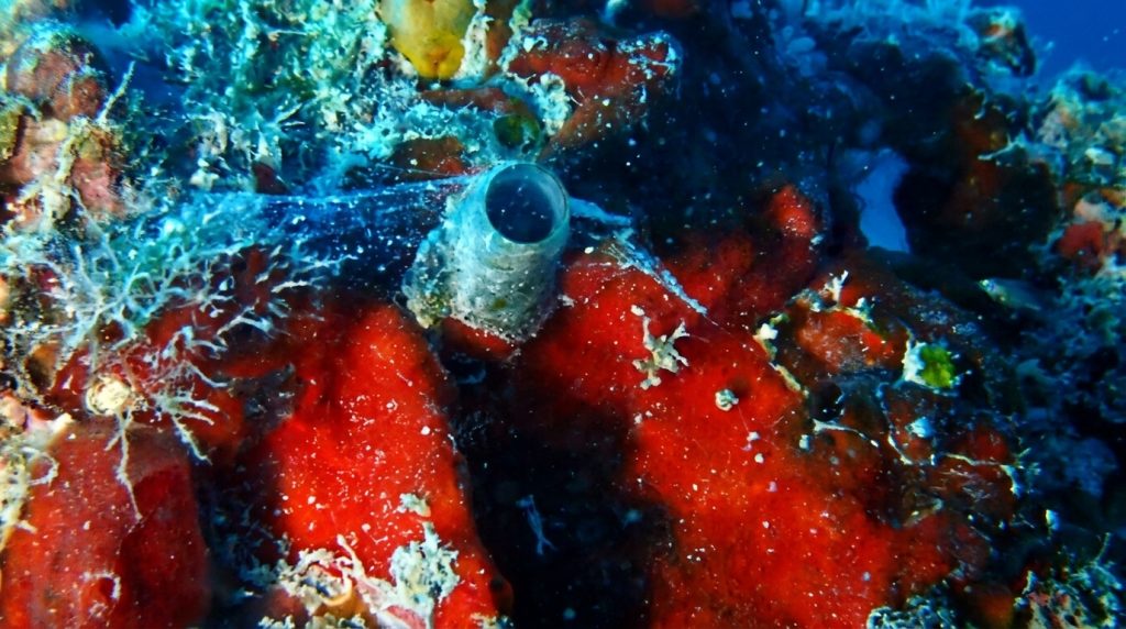 A sea snail that shoots webs like Spider-Man was found on a sunken ship ...