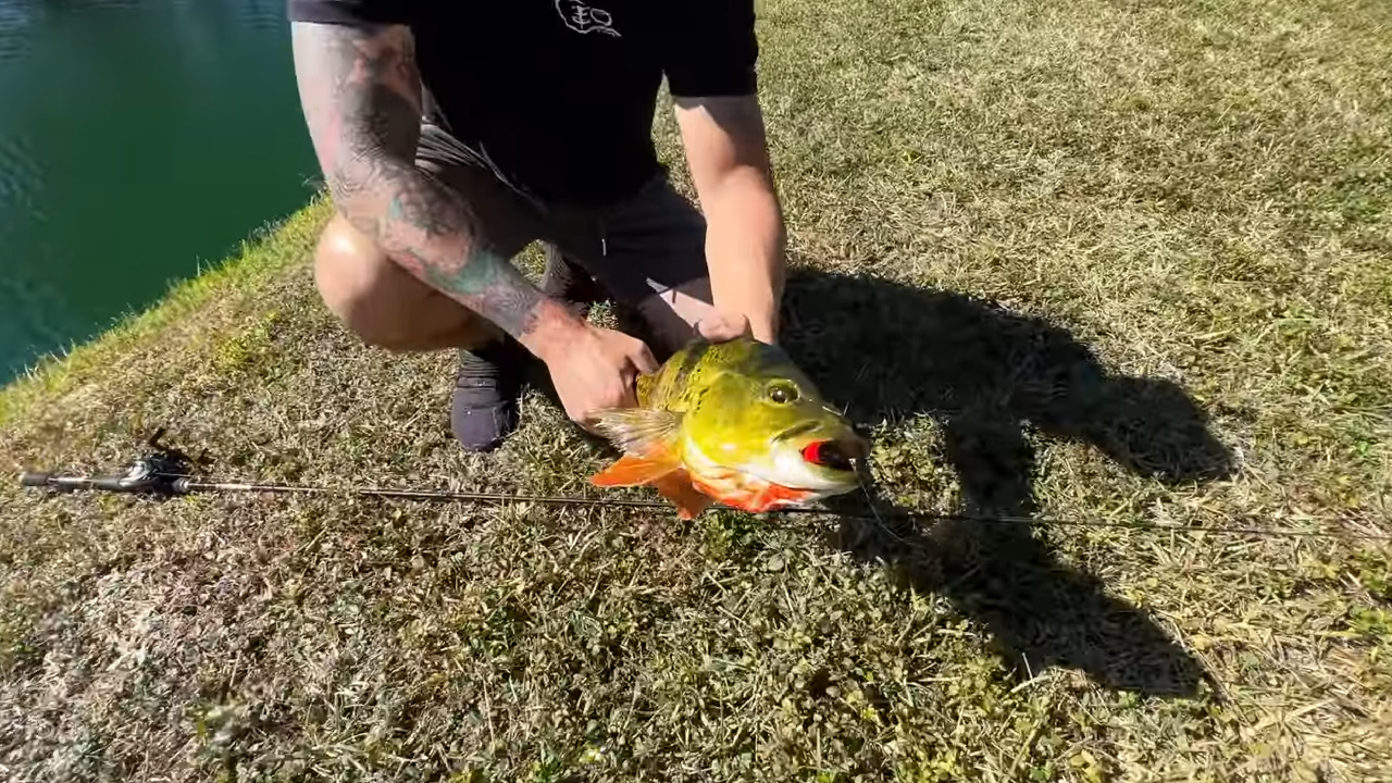 How EBS technology lures are changing the way fish are caught