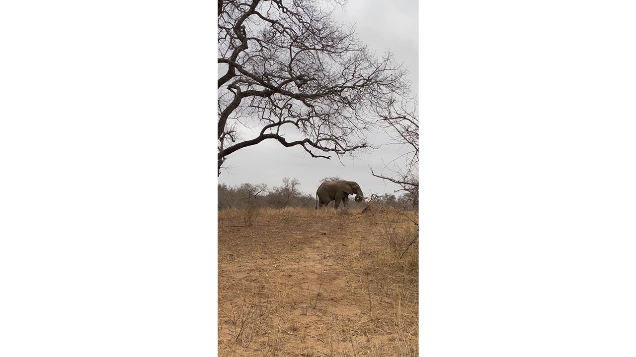 Giant elephant crossing dry wilderness framed by ancient tree branches