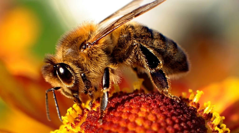 These real animals look so strange that people struggle to believe they ...