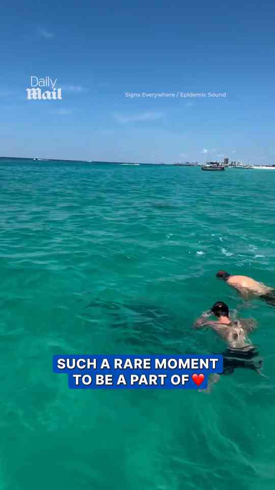 Dolphins delight snorkelers with playful encounter