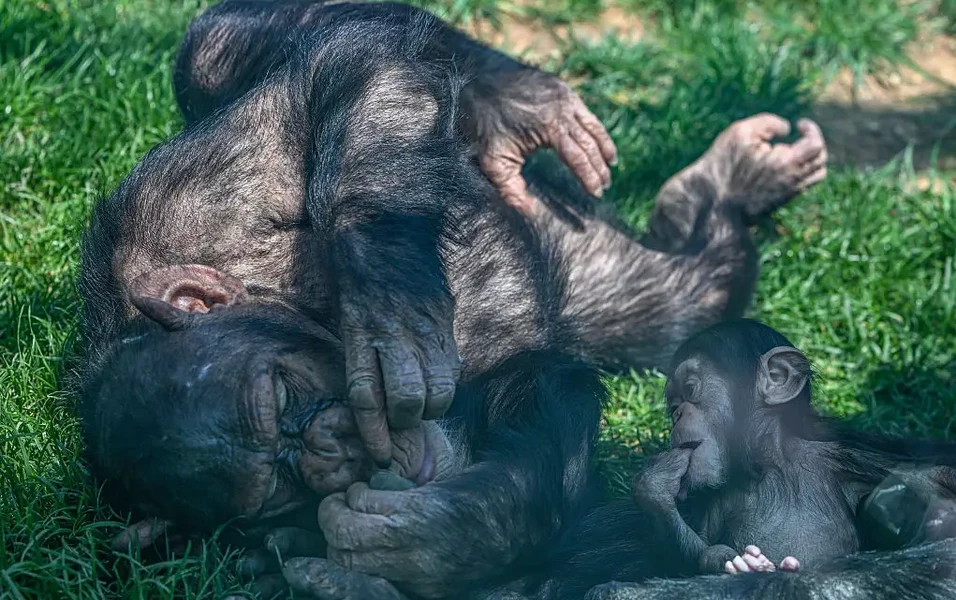 Mother chimp’s tender look at human baby draws global attention