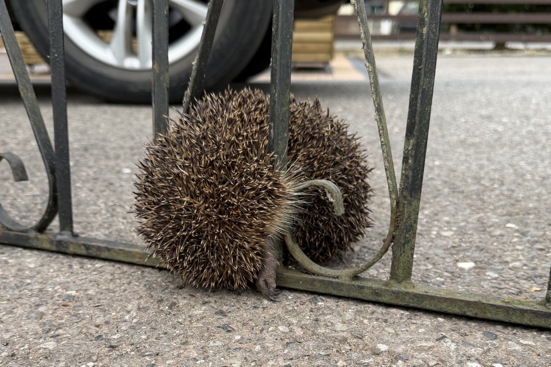 Quick-thinking resident and Haddenham's Tiggywinkles to the rescue for ...