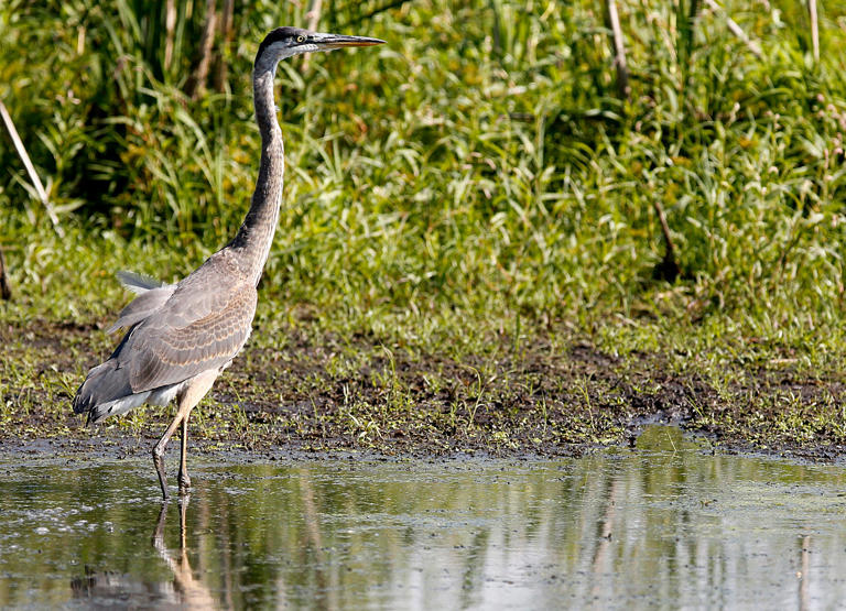 Naturalist to share secrets of Horicon Marsh June 15