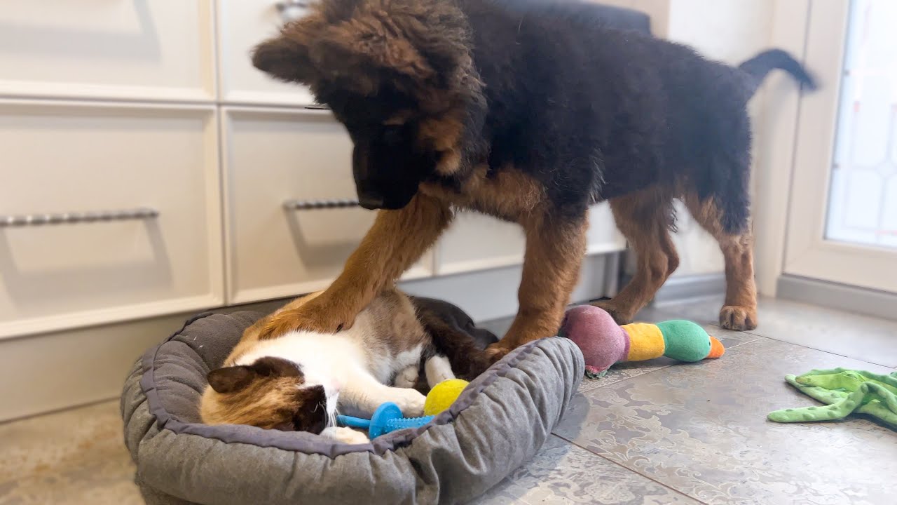 German shepherd puppy shocked by a cat in his bed