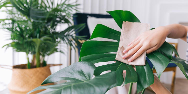 Pros say skipping this simple care step could be killing your plants
