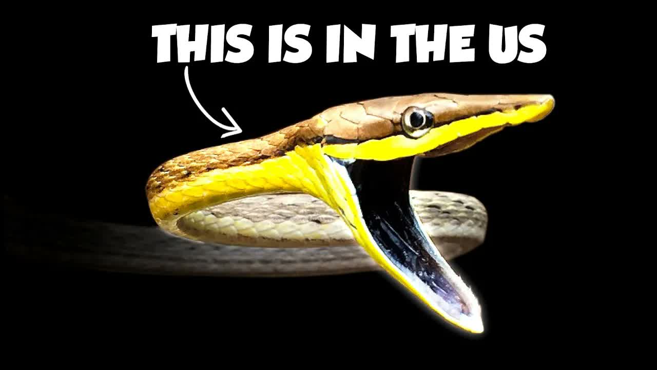The snake that made us all think: "Wait... are we going to die?"