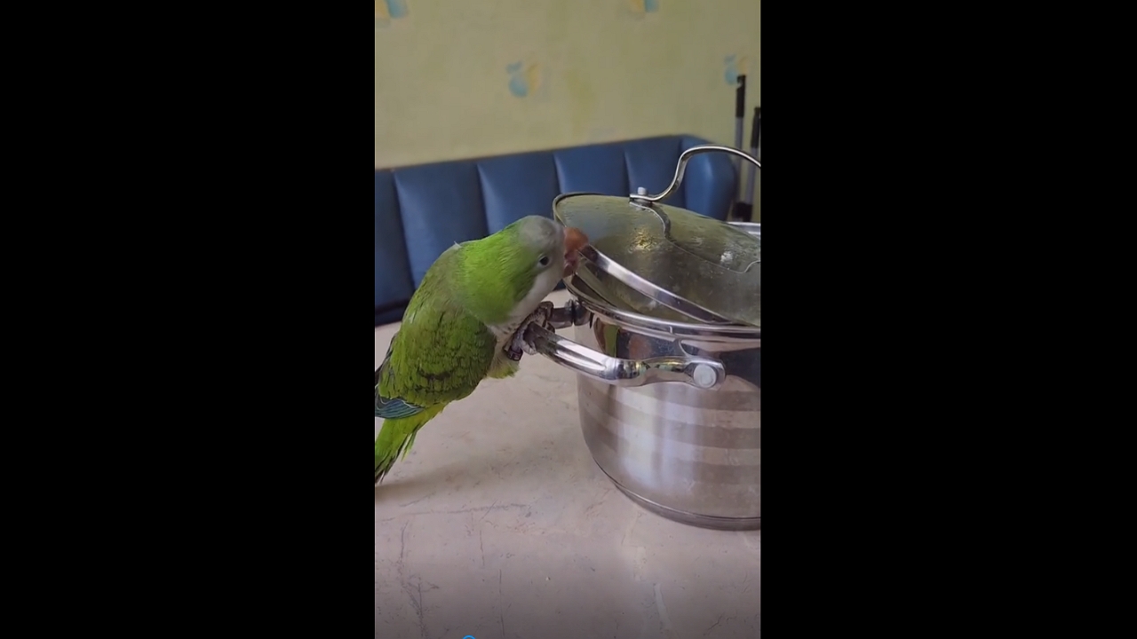 Intelligent parrot masters the art of lid liberation: savors culinary ...