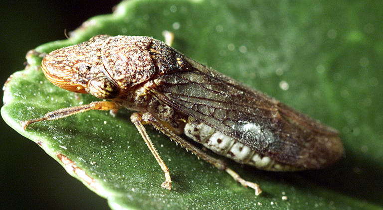 Invasive insects found in Costco plants could devastate California's ...